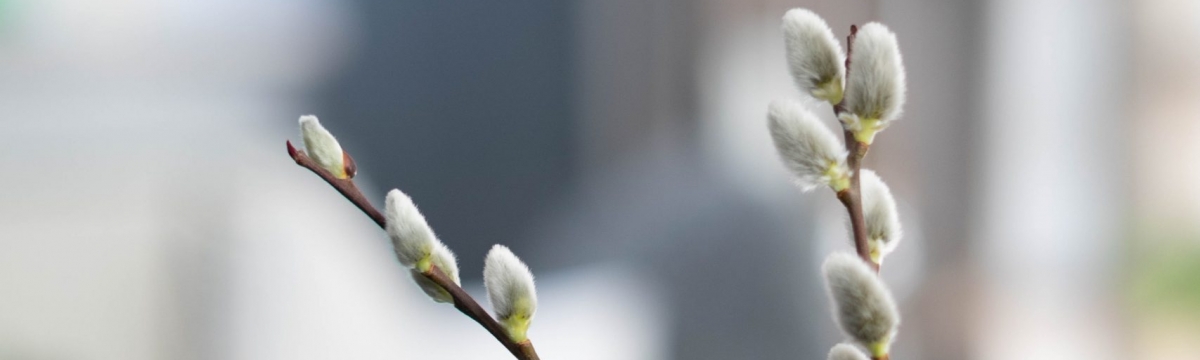 Appointment Request - Myriad Counselling